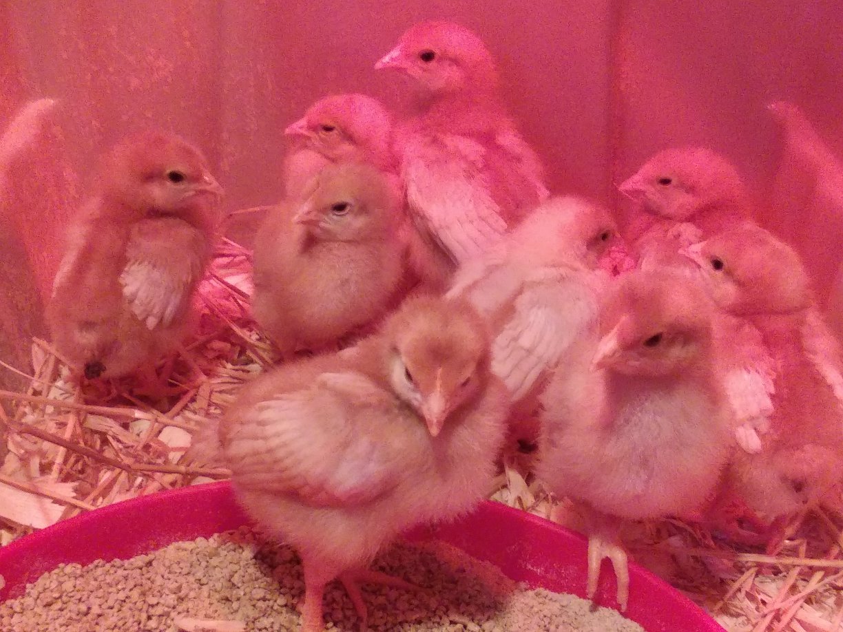 Chickens – Durkin Family Farm